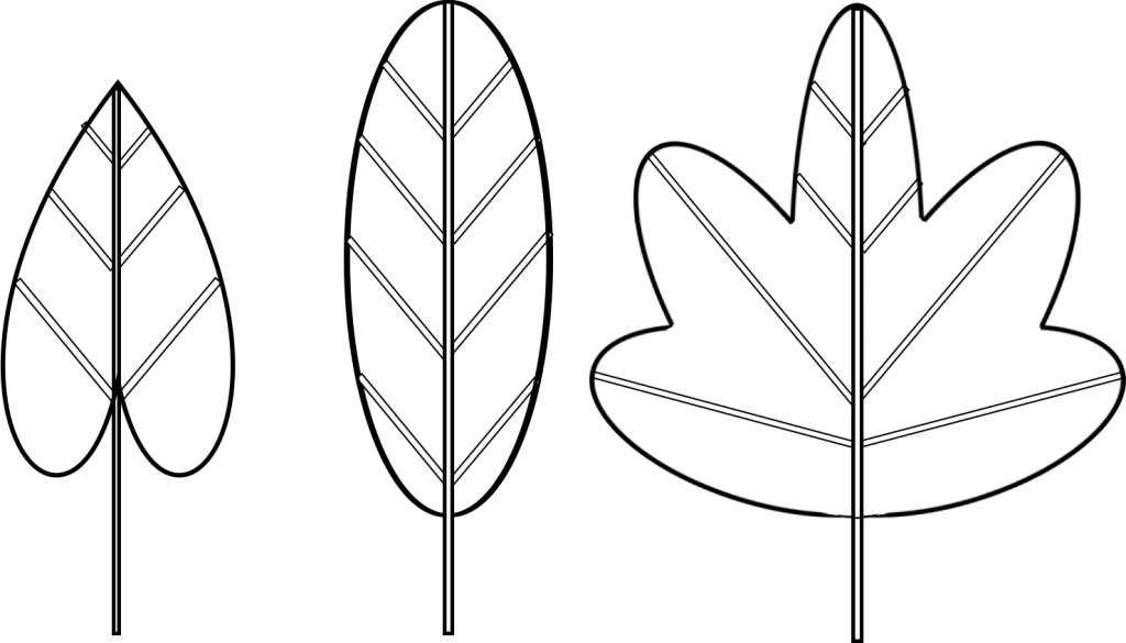 Coniferous/Broad Leaved Woodlands – Learning in the Leaves