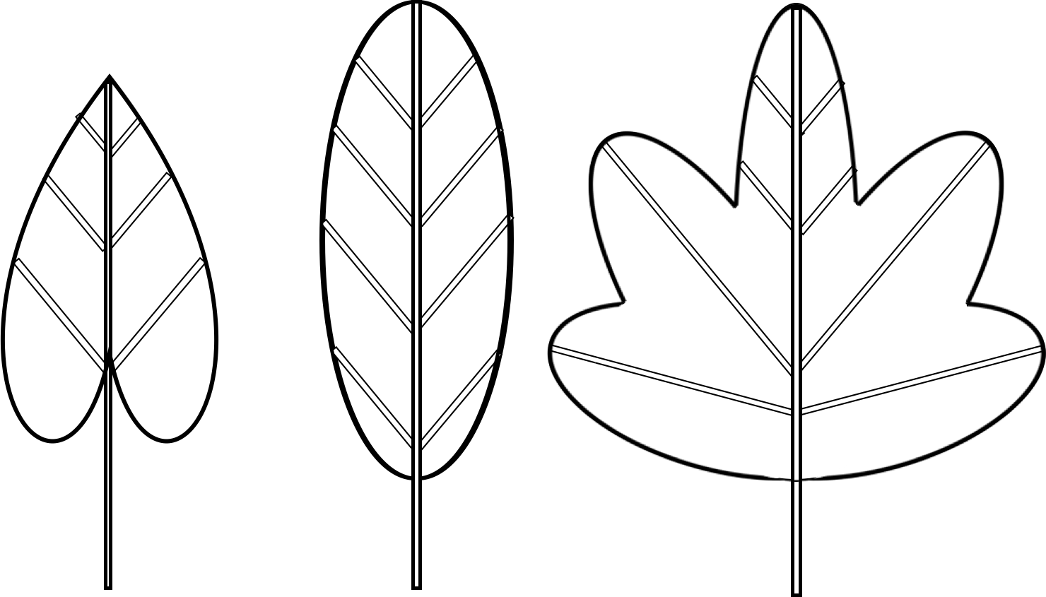 Coniferous/Broad Leaved Woodlands – Learning in the Leaves