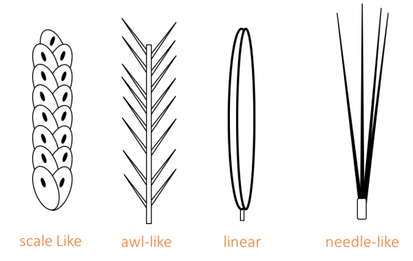 Coniferous/Broad Leaved Woodlands – Learning in the Leaves