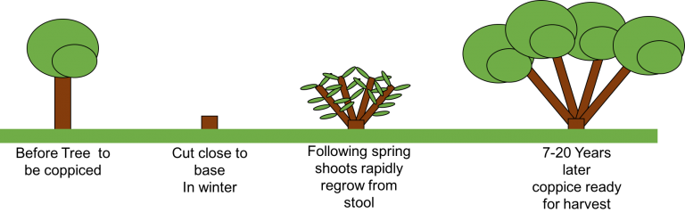 Managing Woodland – Learning in the Leaves