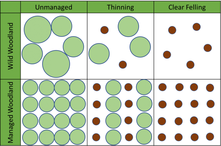 Managing Woodland – Learning in the Leaves